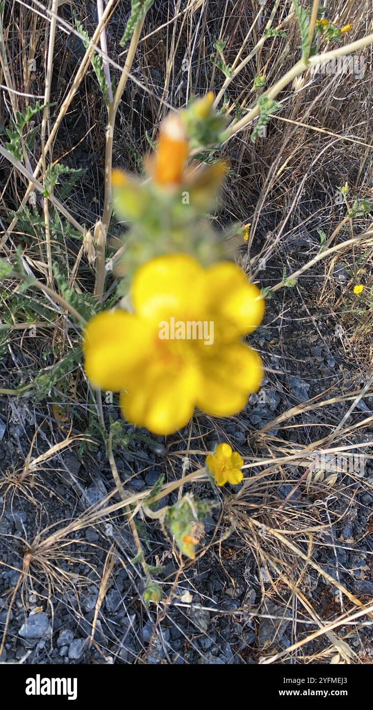 Lindley's blazingstar (Mentzelia lindleyi Stock Photo - Alamy