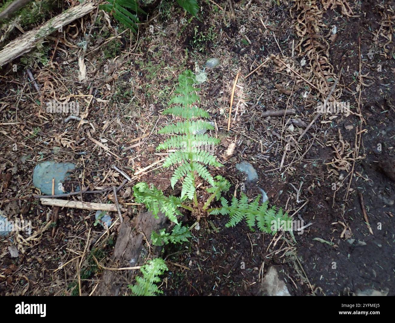 lady fern (Athyrium filix-femina Stock Photo - Alamy