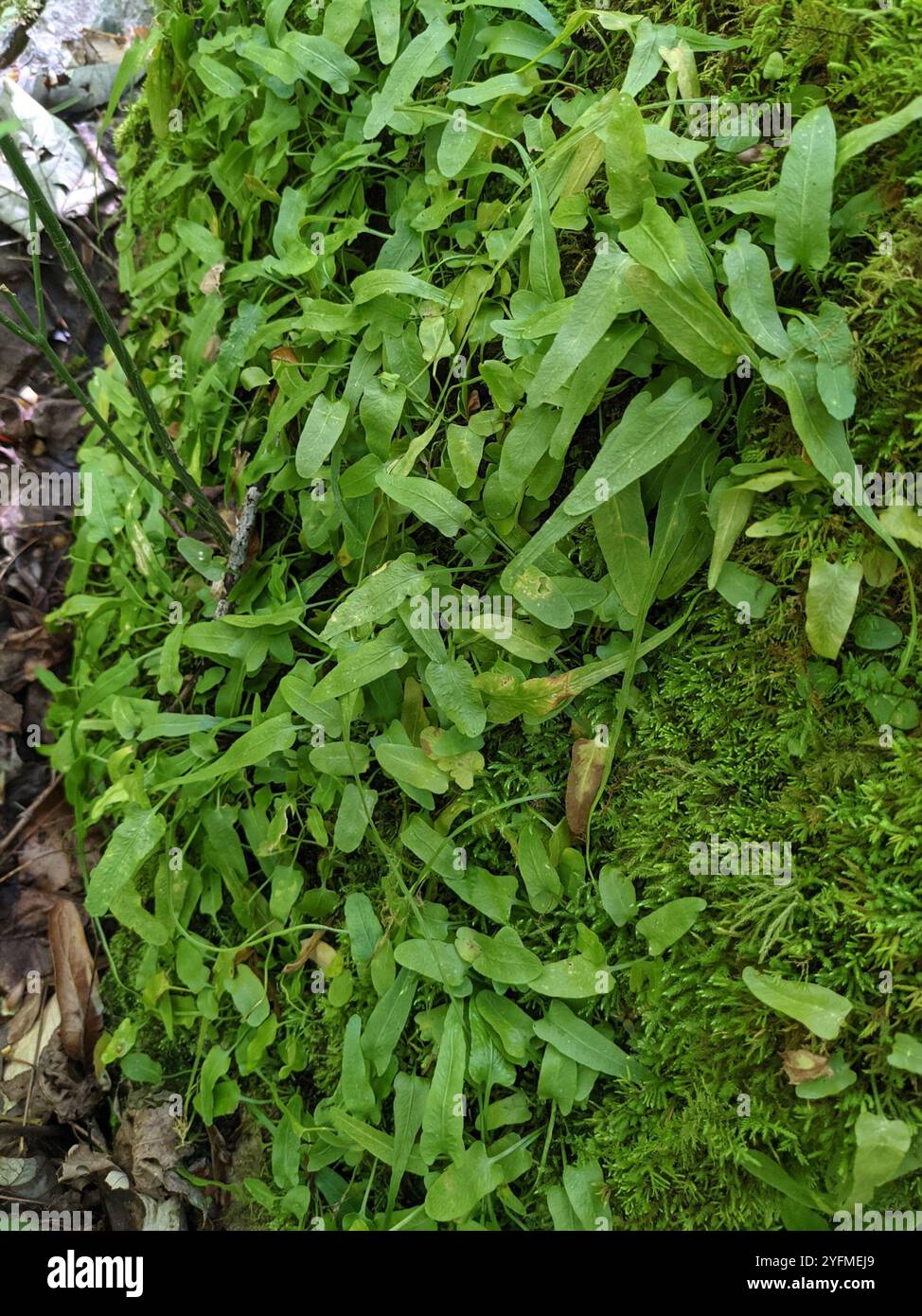 walking fern (Asplenium rhizophyllum Stock Photo - Alamy