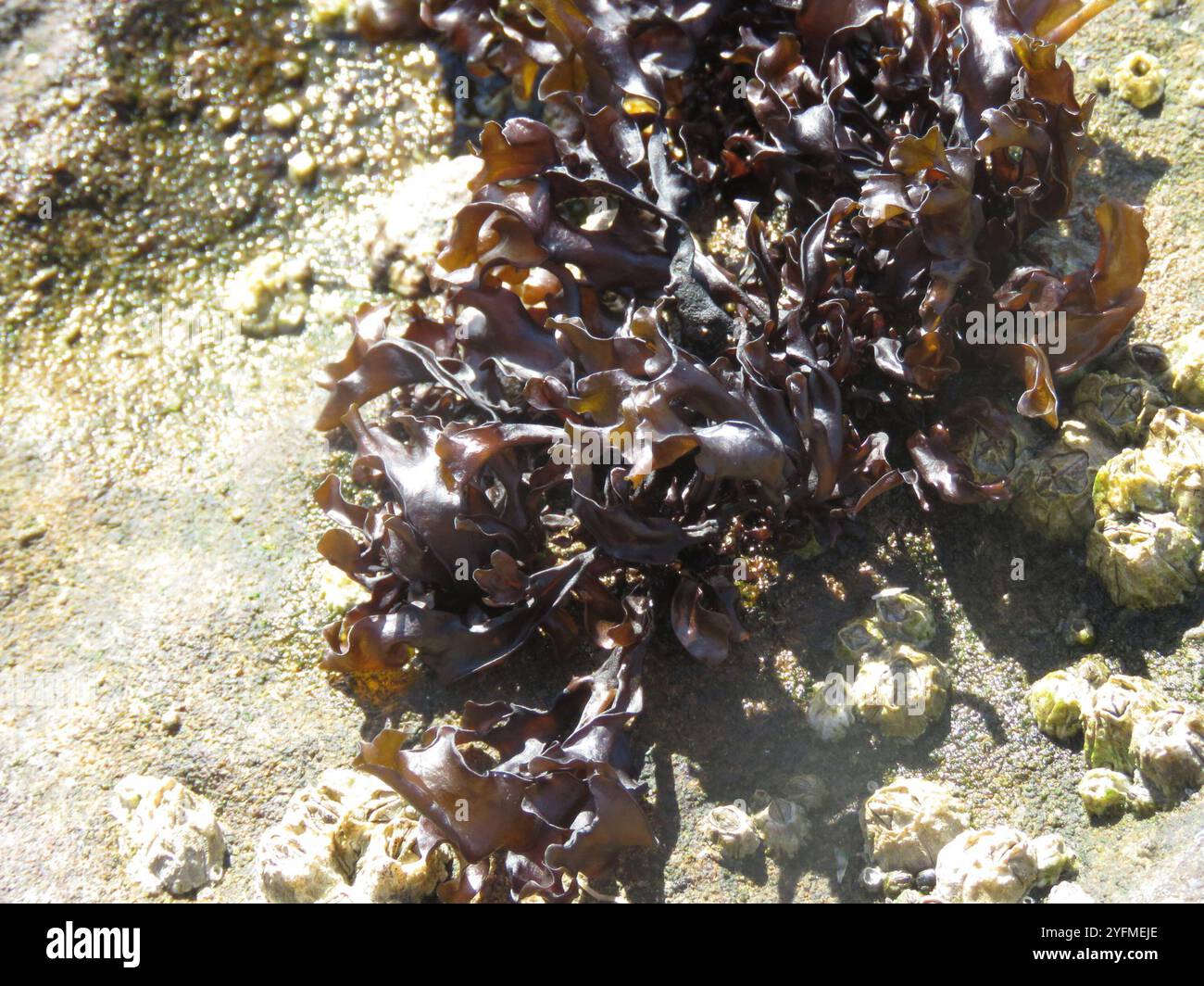 Mastocarpus papillatus hi-res stock photography and images - Alamy