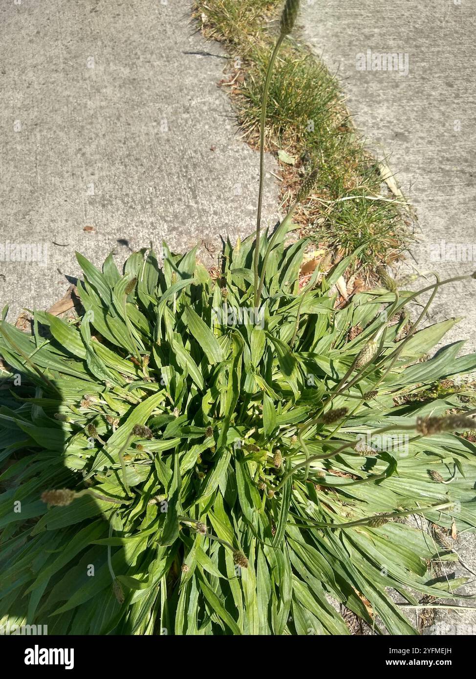 ribwort plantain (Plantago lanceolata Stock Photo - Alamy