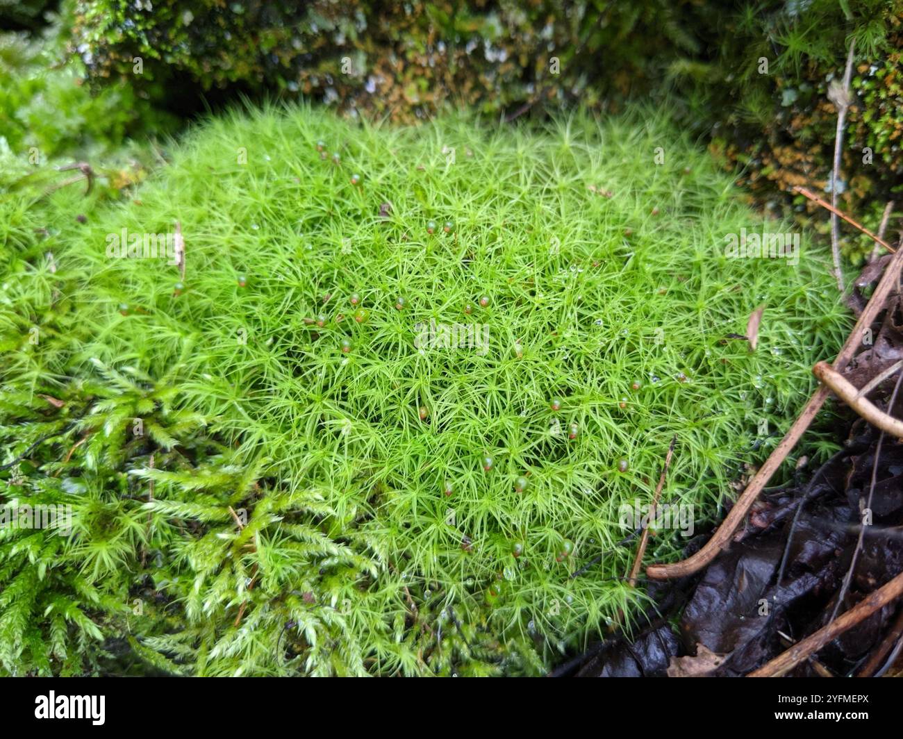 Common Apple-moss (Bartramia pomiformis Stock Photo - Alamy