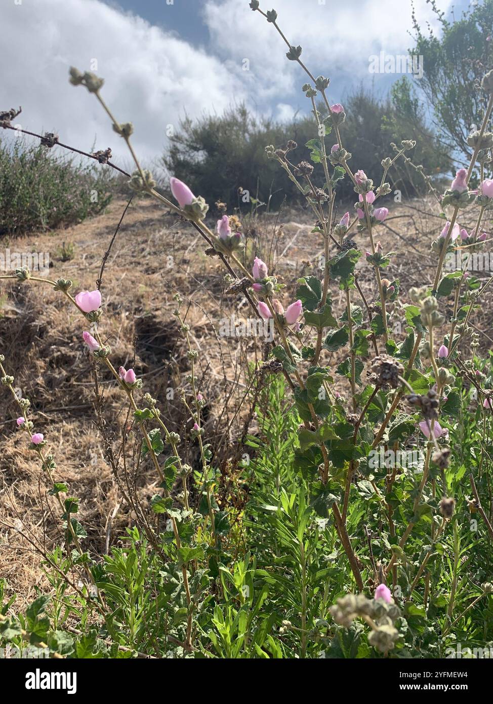 southern coastal bushmallow (Malacothamnus fasciculatus Stock Photo - Alamy