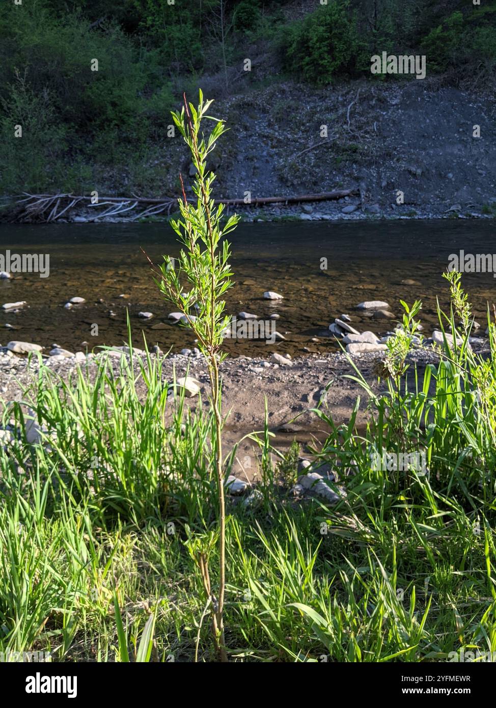interior sandbar willow (Salix interior Stock Photo - Alamy
