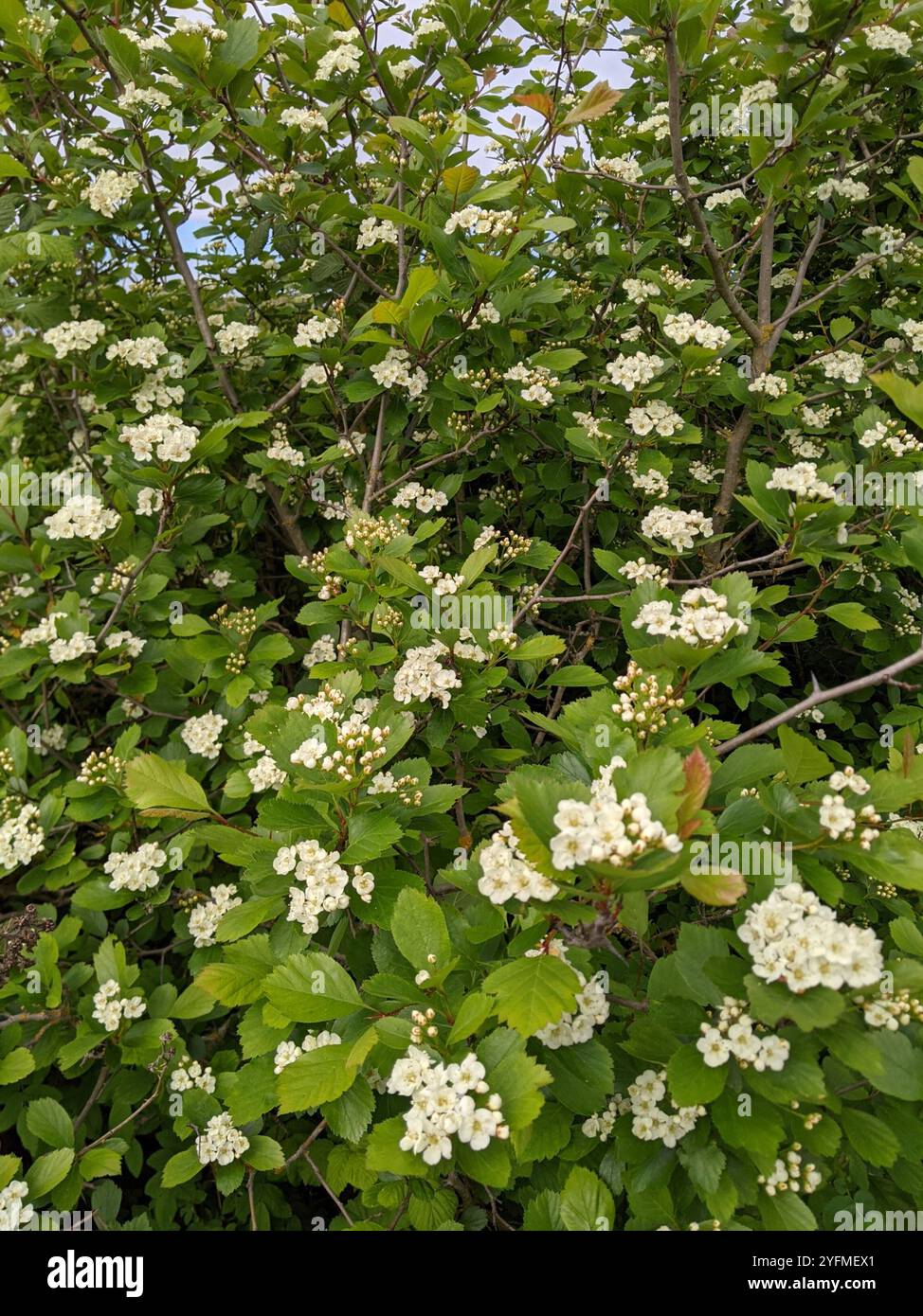 Black Hawthorn (Crataegus douglasii Stock Photo - Alamy