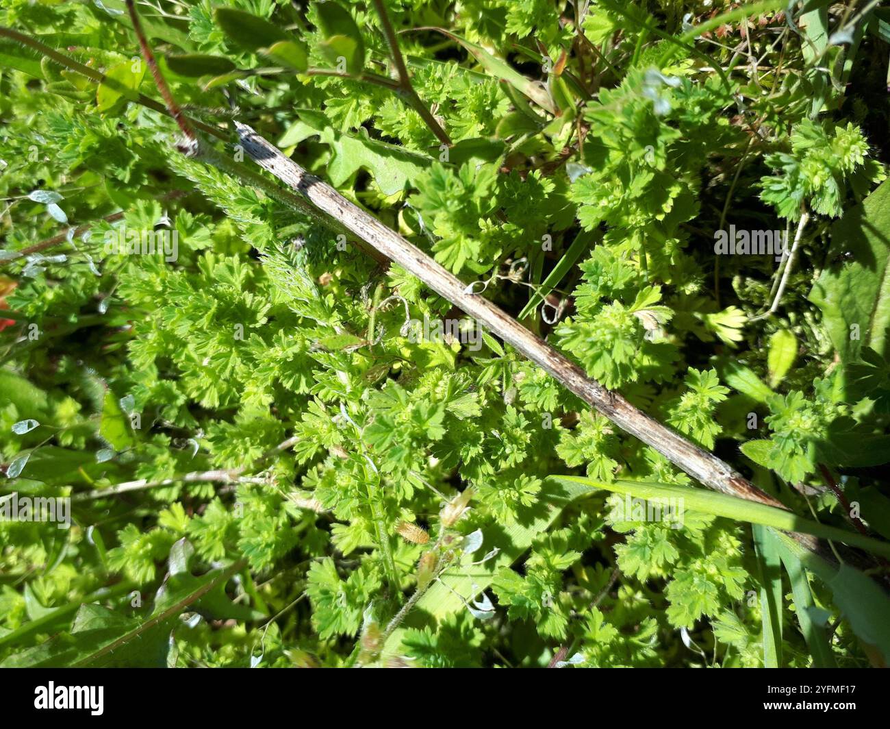 Field Parsley Piert (Alchemilla arvensis Stock Photo - Alamy