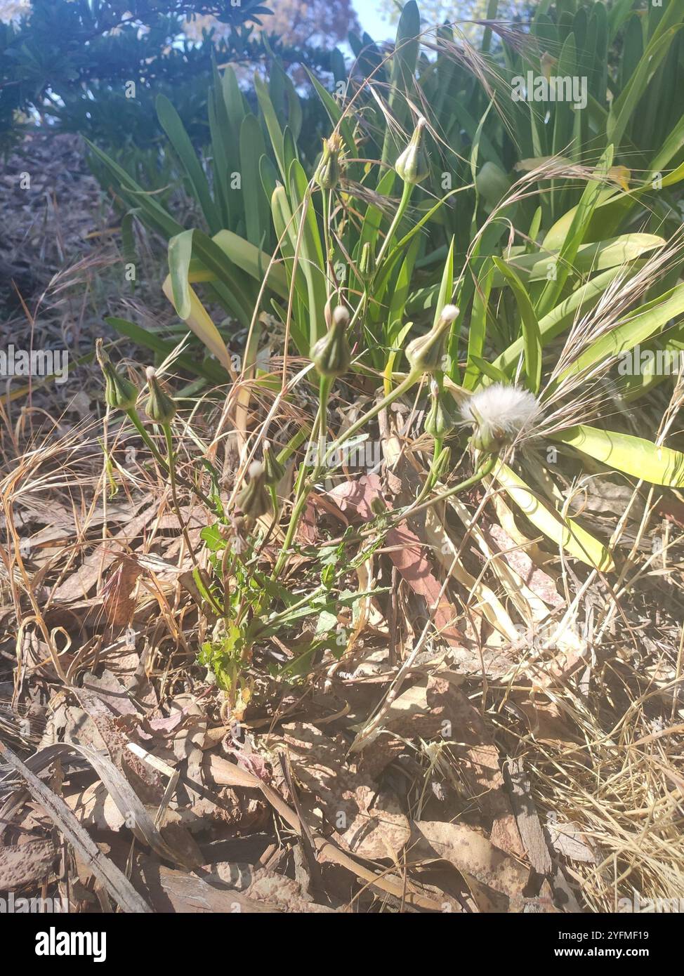 False Hawkbit (Urospermum picroides Stock Photo - Alamy