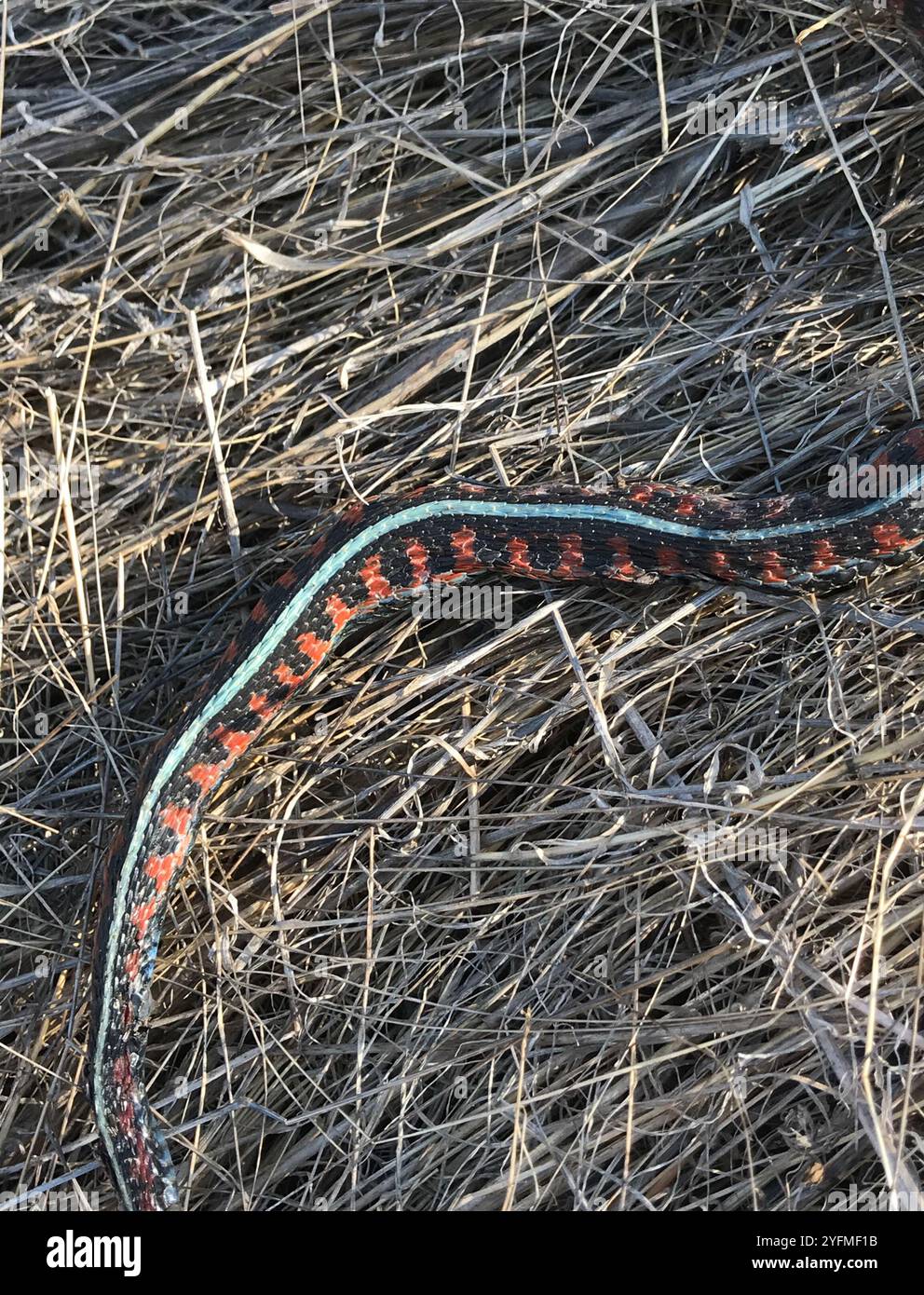 California Red-sided Garter Snake (Thamnophis sirtalis infernalis Stock ...