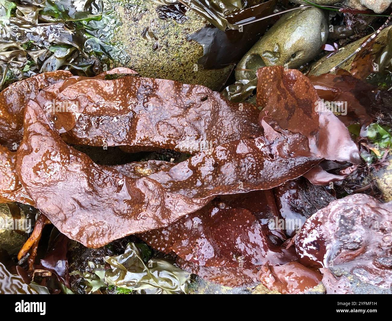 Gigartinaceae hi-res stock photography and images - Alamy