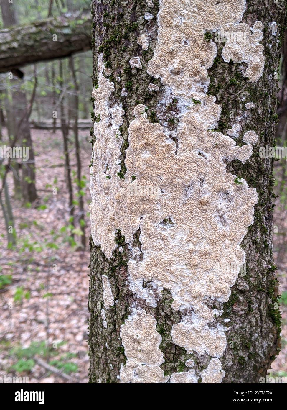 Milk-white Toothed Polypore (Irpex lacteus Stock Photo - Alamy