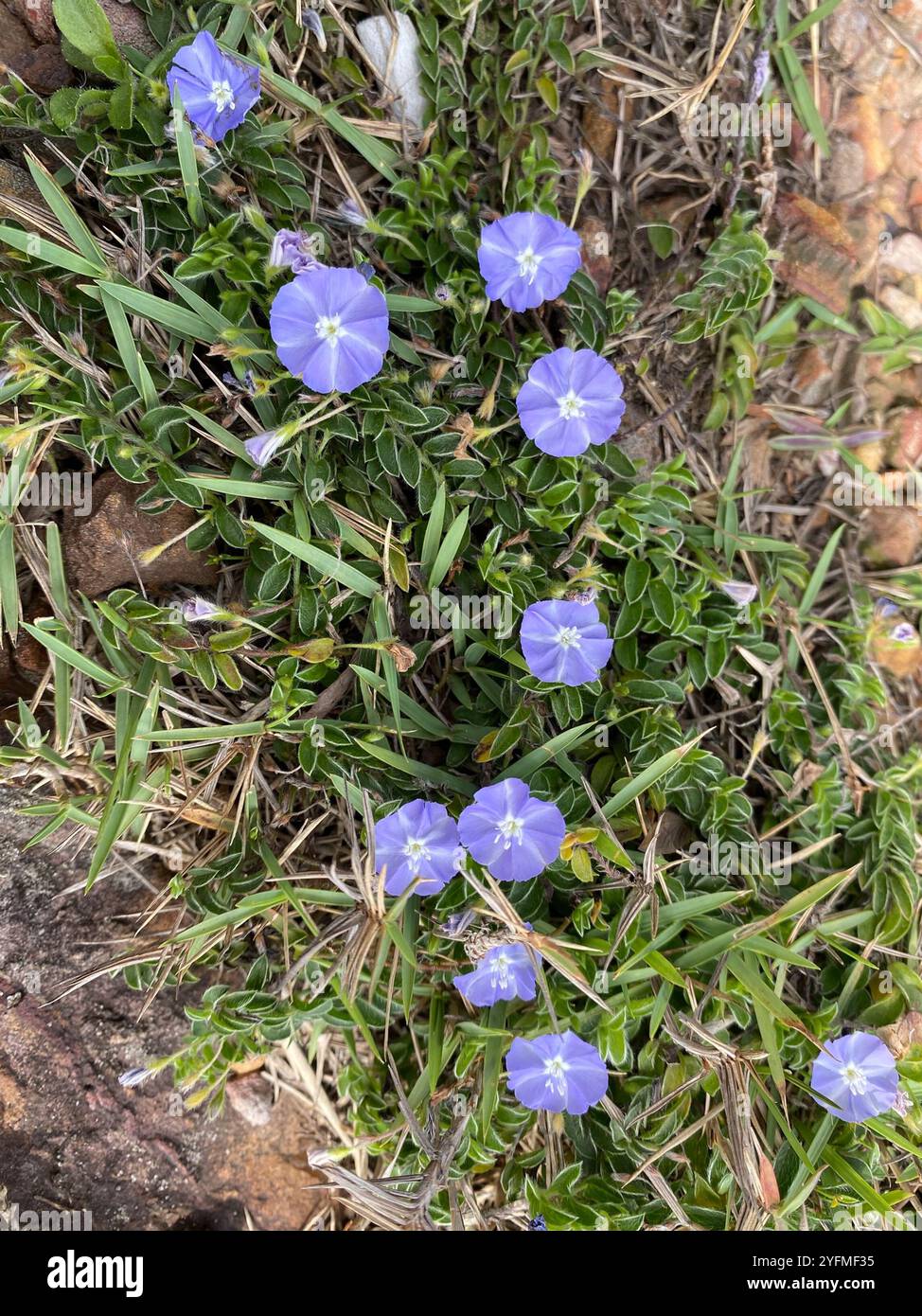 tropical speedwell (Evolvulus alsinoides Stock Photo - Alamy