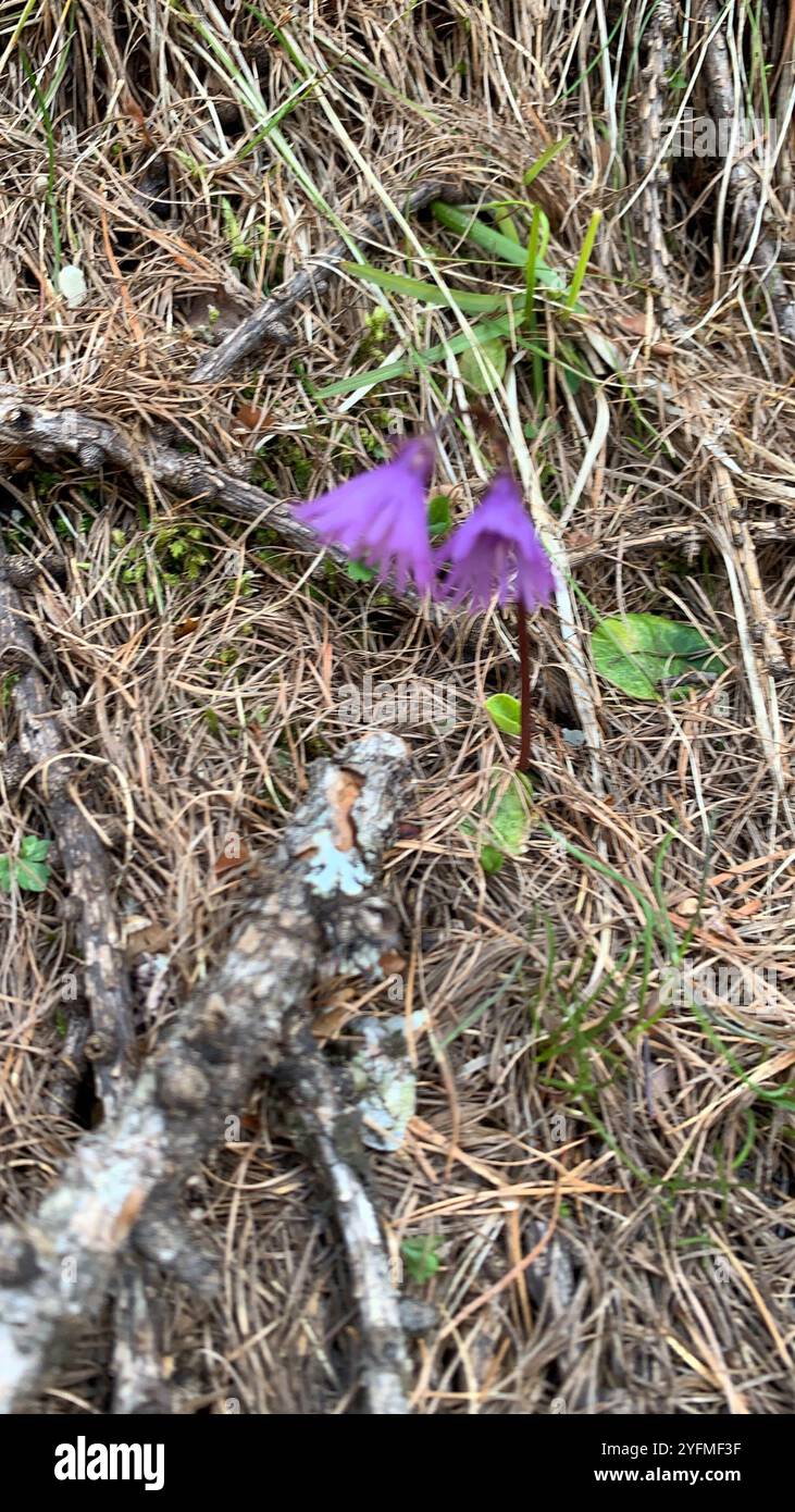 Alpine Snowbell (Soldanella alpina Stock Photo - Alamy
