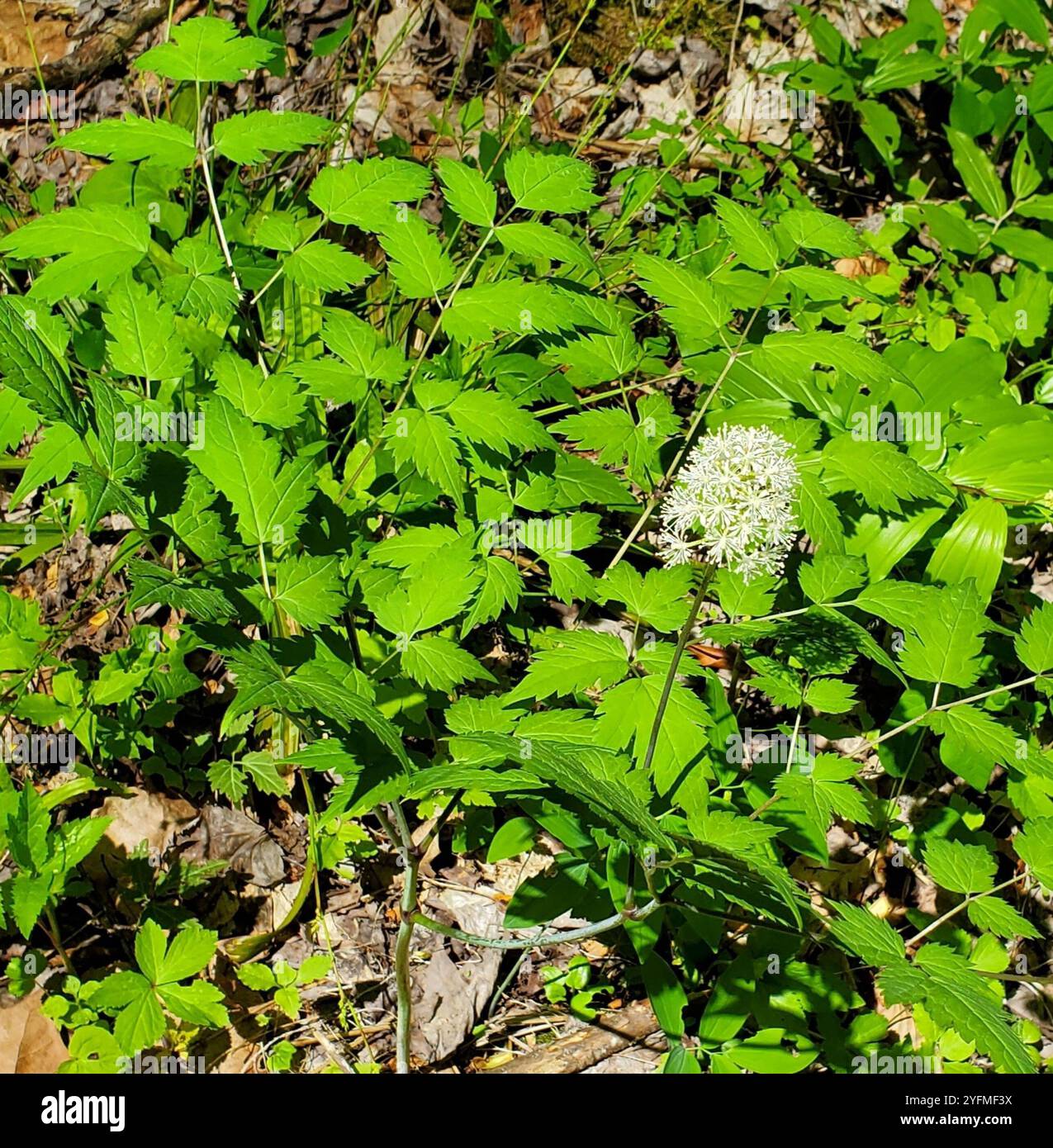 White actaea pachypoda hi-res stock photography and images - Alamy