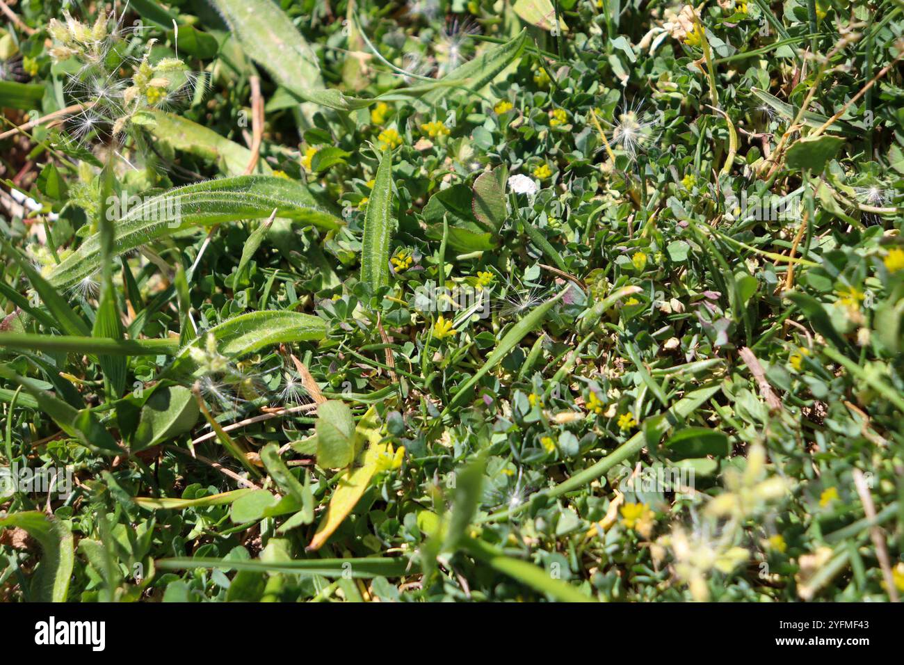 Lesser hop trefoil (Trifolium dubium Stock Photo - Alamy