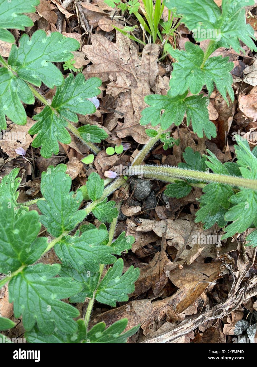 western waterleaf (Hydrophyllum occidentale Stock Photo - Alamy