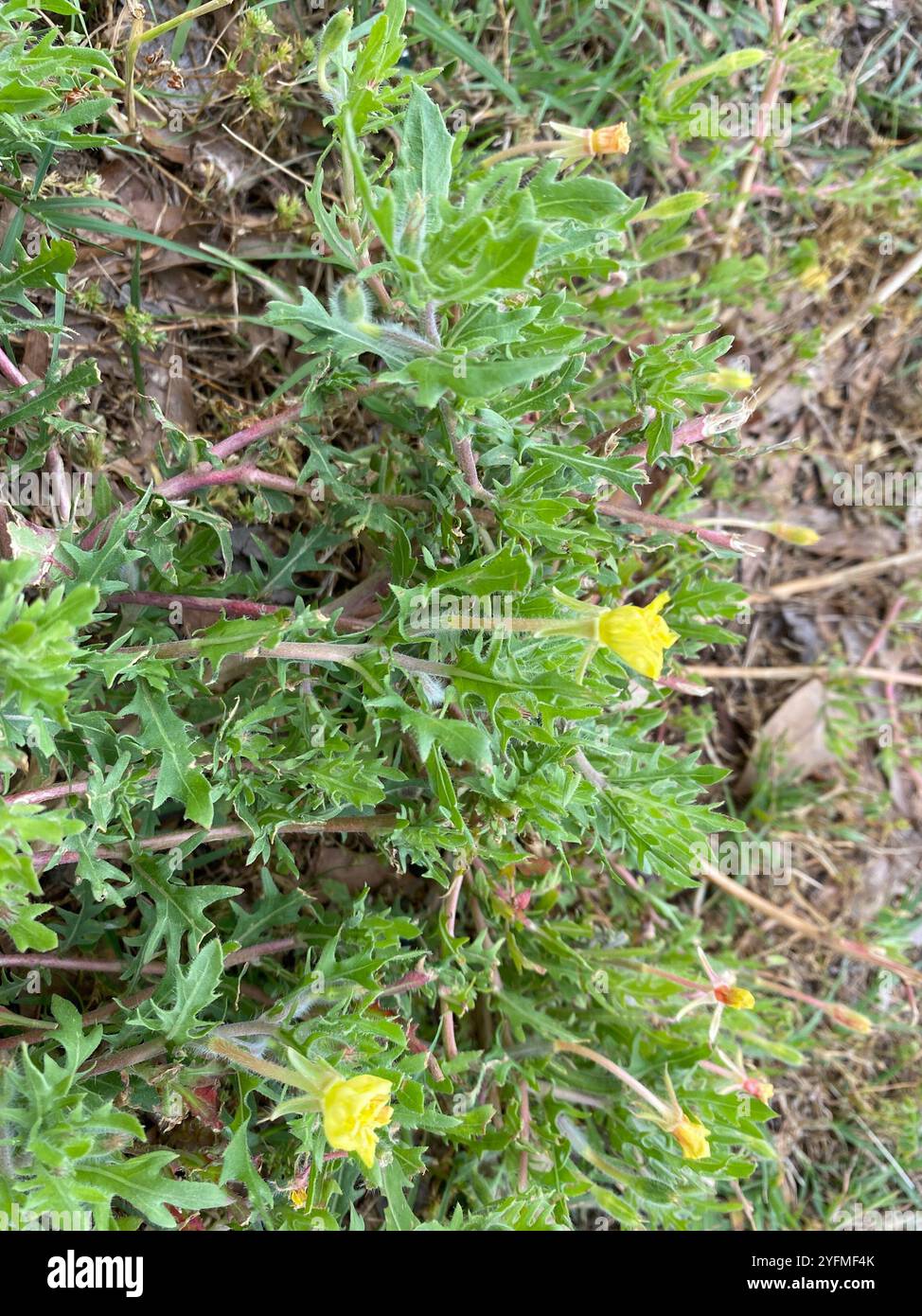cutleaf evening primrose (Oenothera laciniata Stock Photo - Alamy