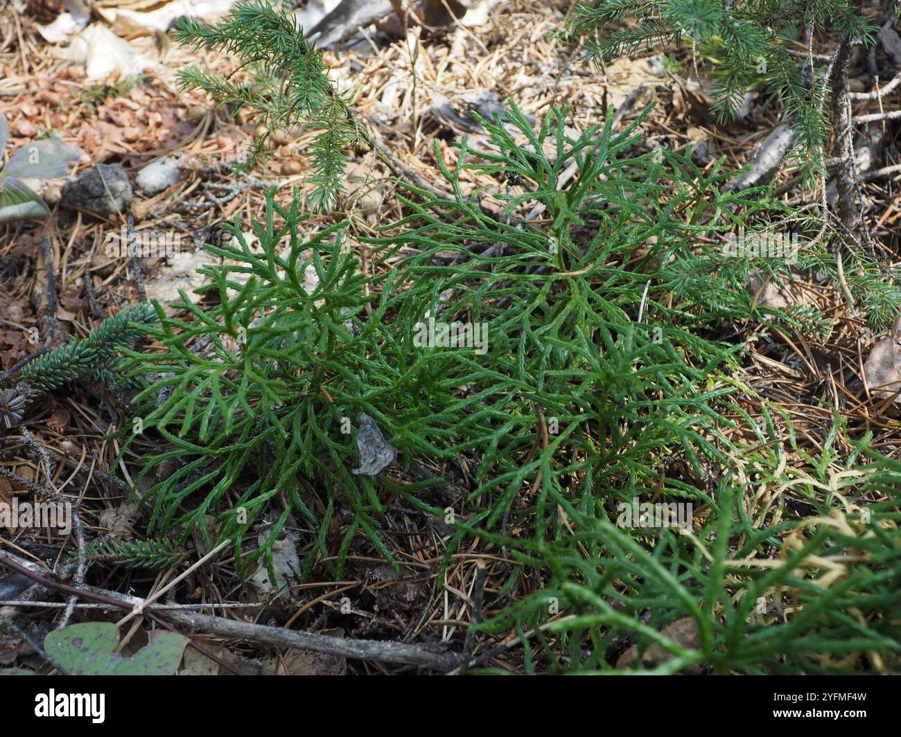 northern ground-cedar (Diphasiastrum complanatum Stock Photo - Alamy