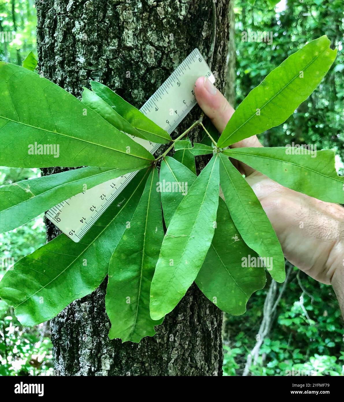 swamp laurel oak (Quercus laurifolia Stock Photo - Alamy