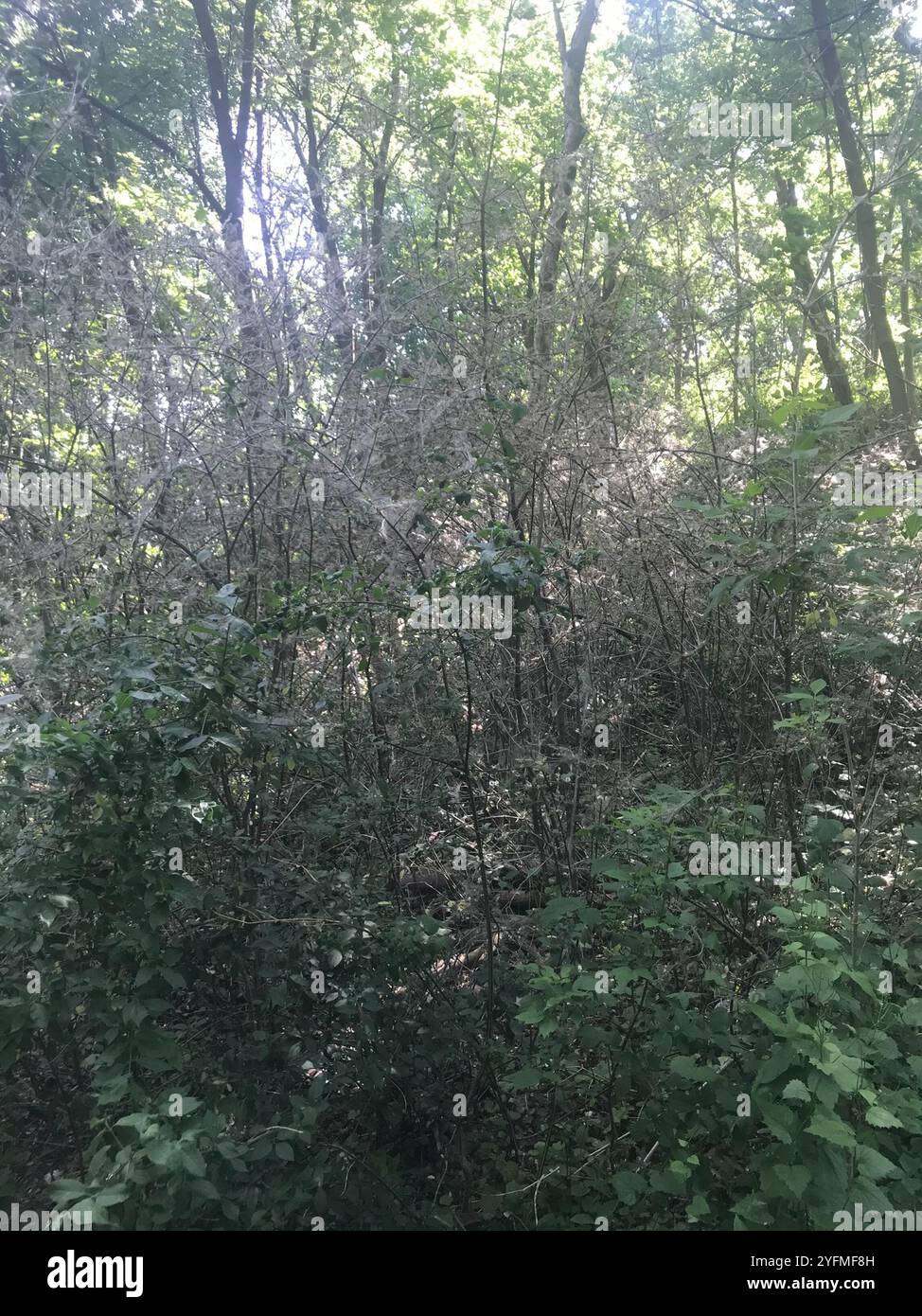 Spindle Ermine Moth (Yponomeuta cagnagella Stock Photo - Alamy