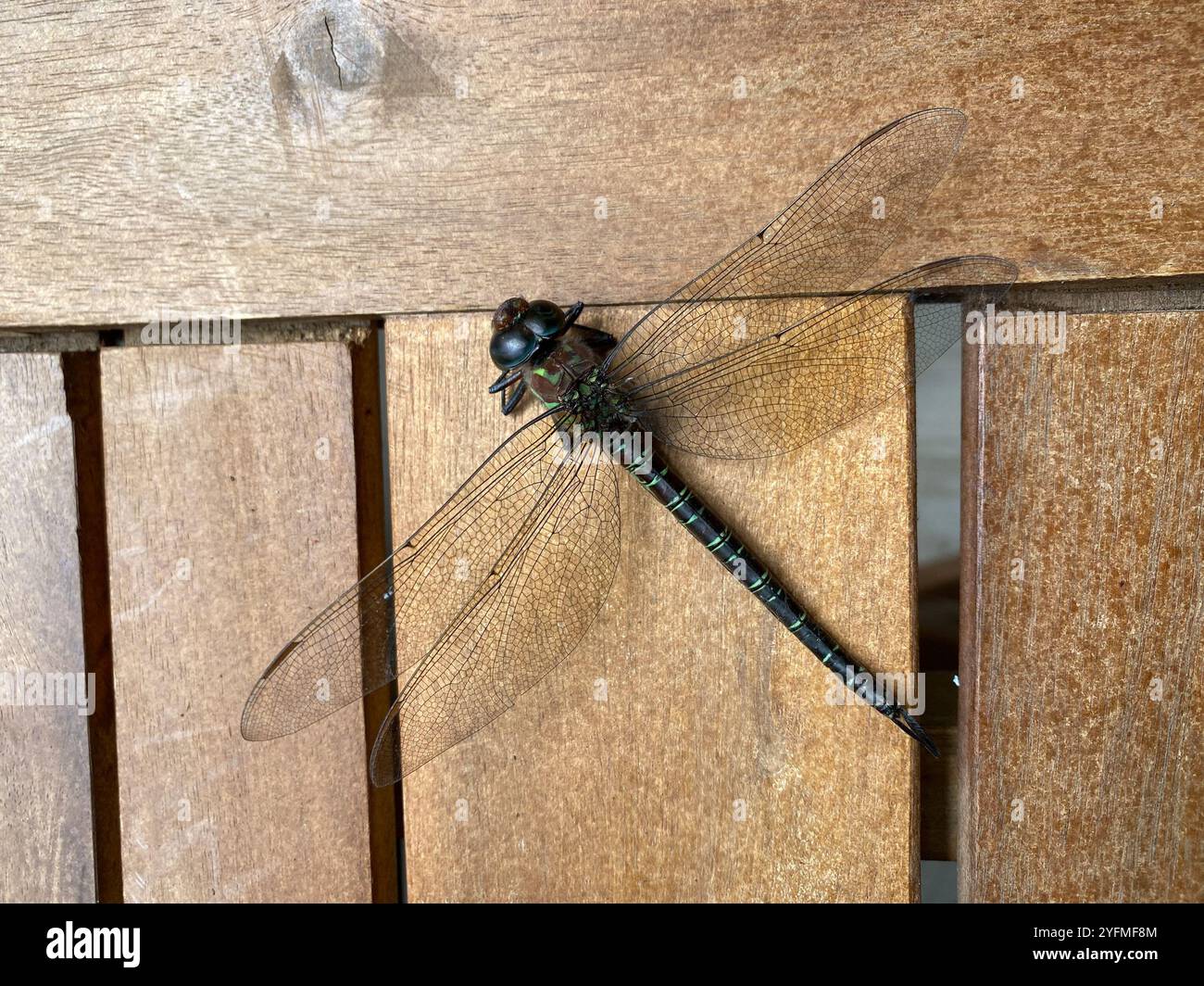 Swamp Darner (Epiaeschna heros Stock Photo - Alamy