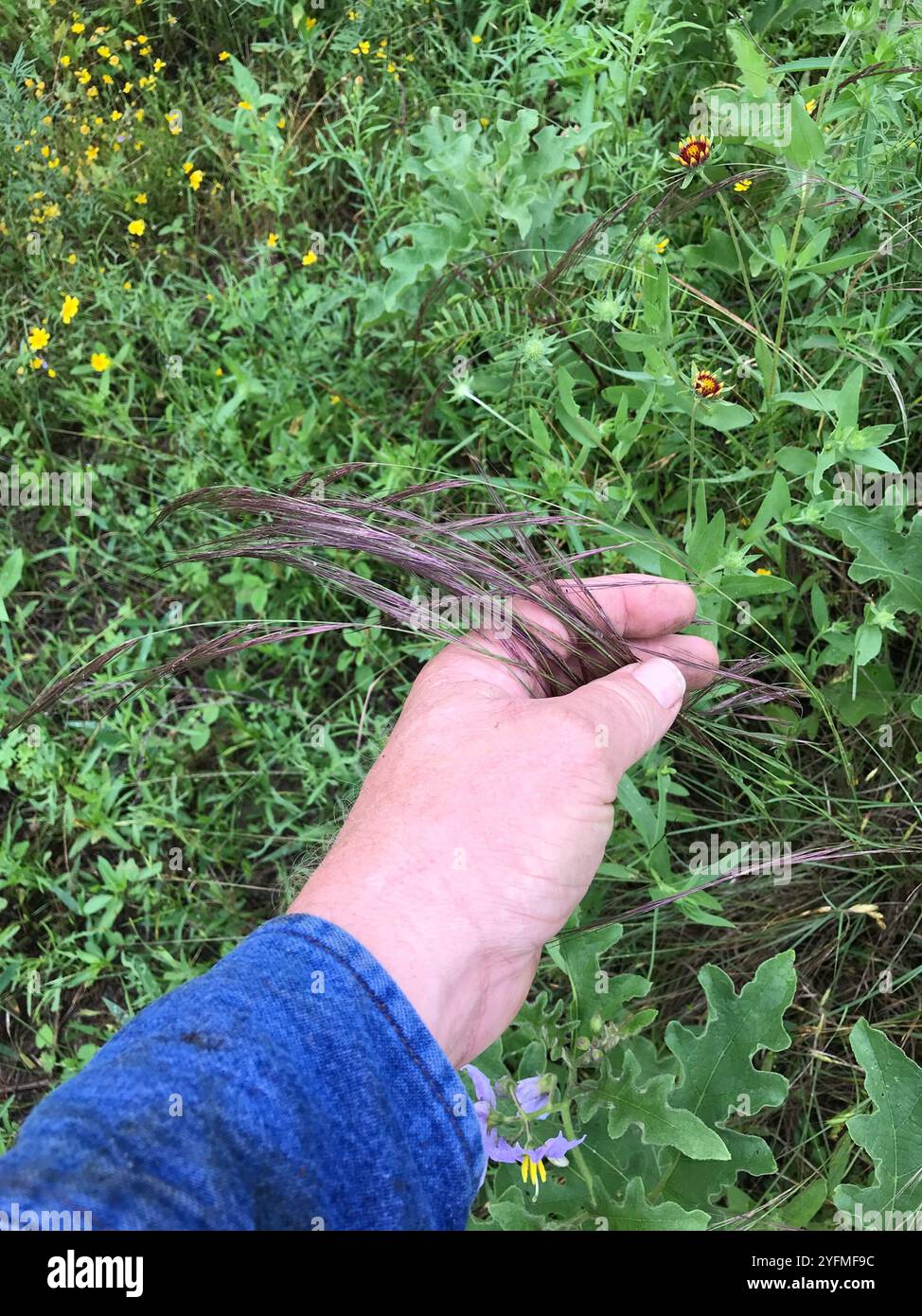 Purple Threeawn (Aristida purpurea Stock Photo - Alamy