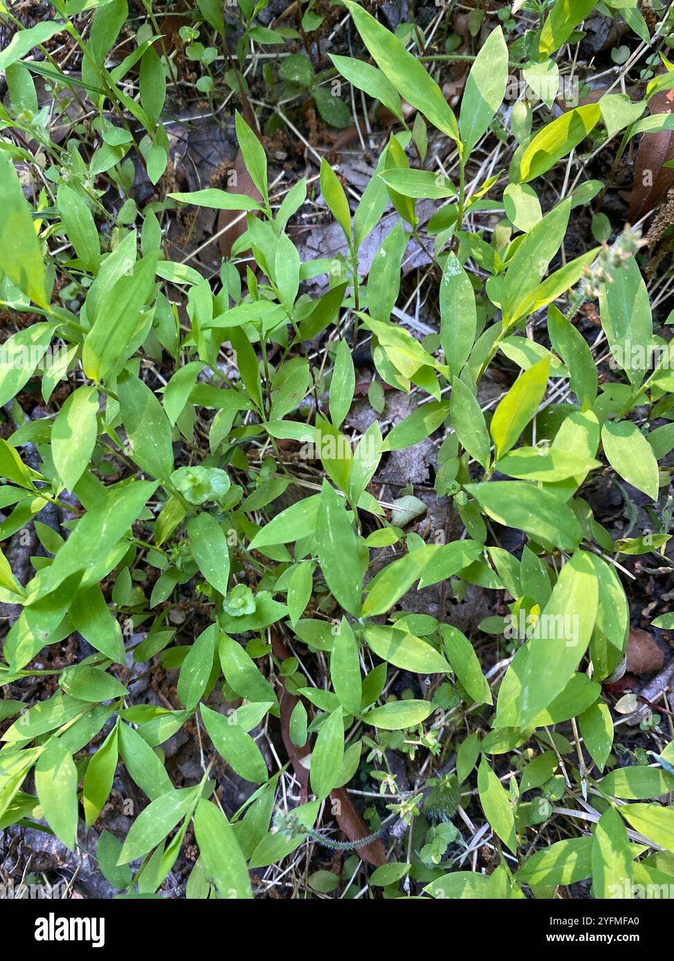 Japanese stiltgrass hi-res stock photography and images - Alamy