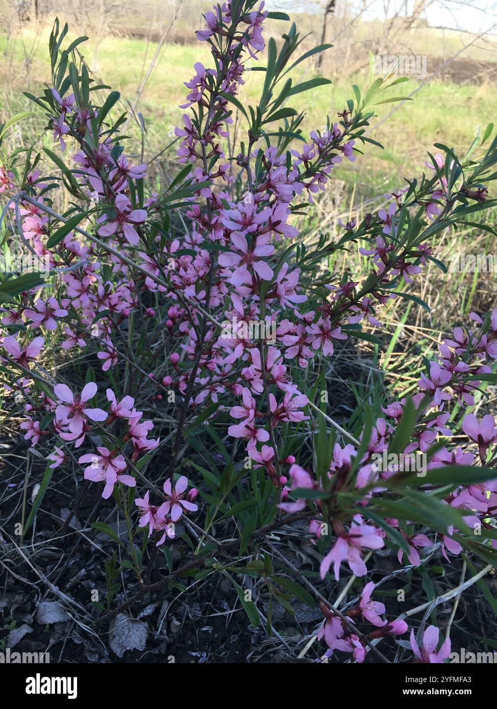 Dwarf Russian Almond (Prunus tenella Stock Photo - Alamy