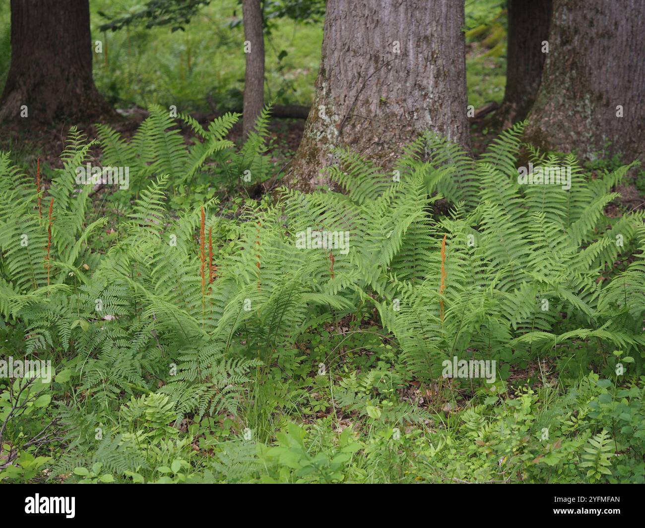 cinnamon fern (Osmundastrum cinnamomeum Stock Photo - Alamy