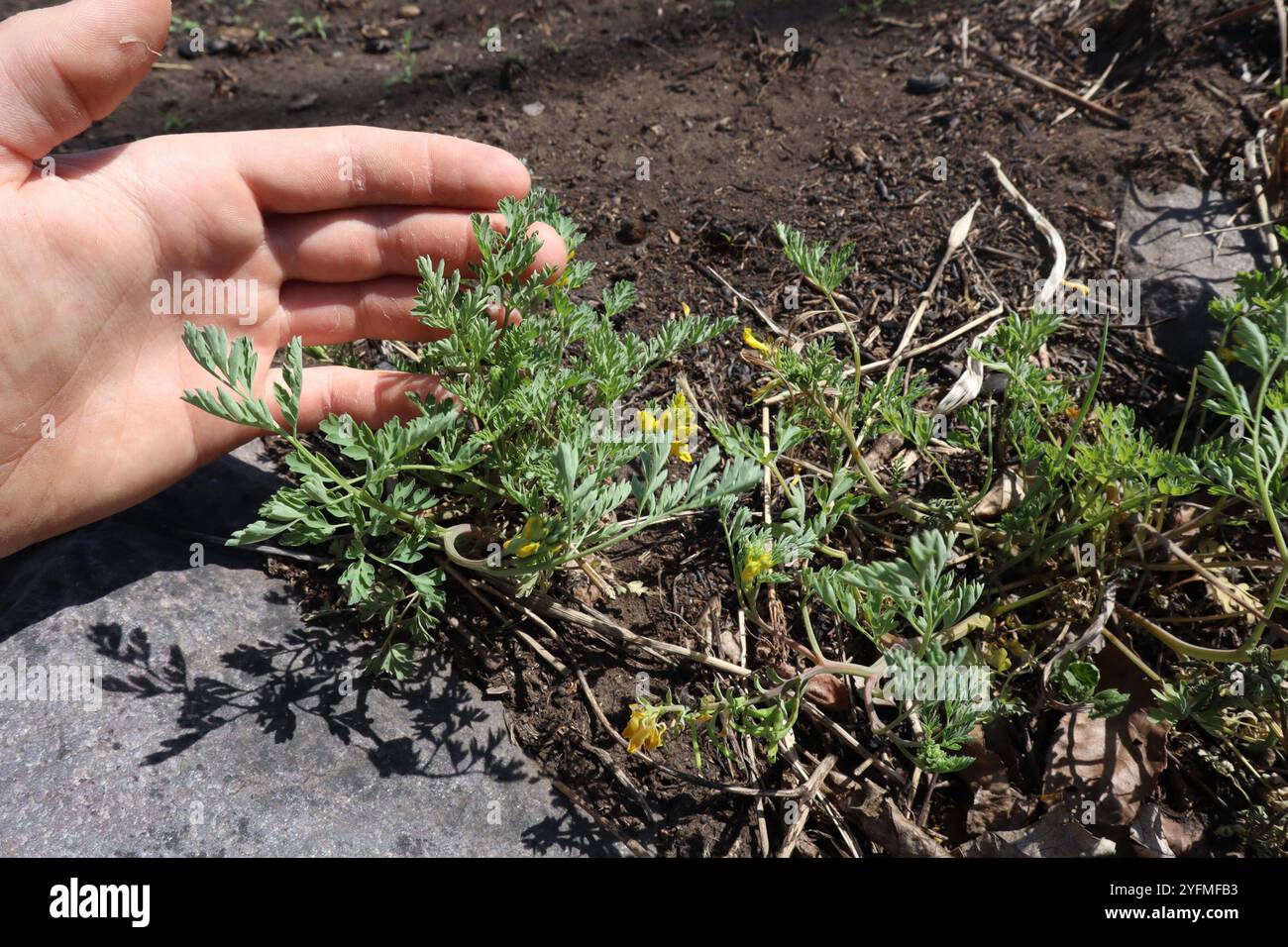 golden corydalis (Corydalis aurea Stock Photo - Alamy