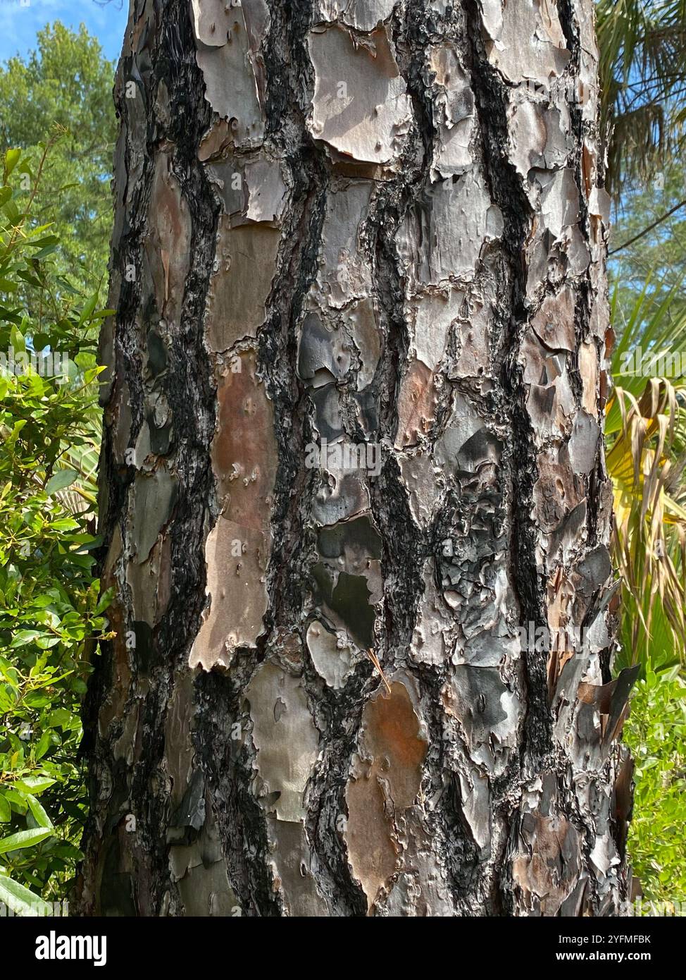 Typical Slash Pine (Pinus elliottii elliottii Stock Photo - Alamy