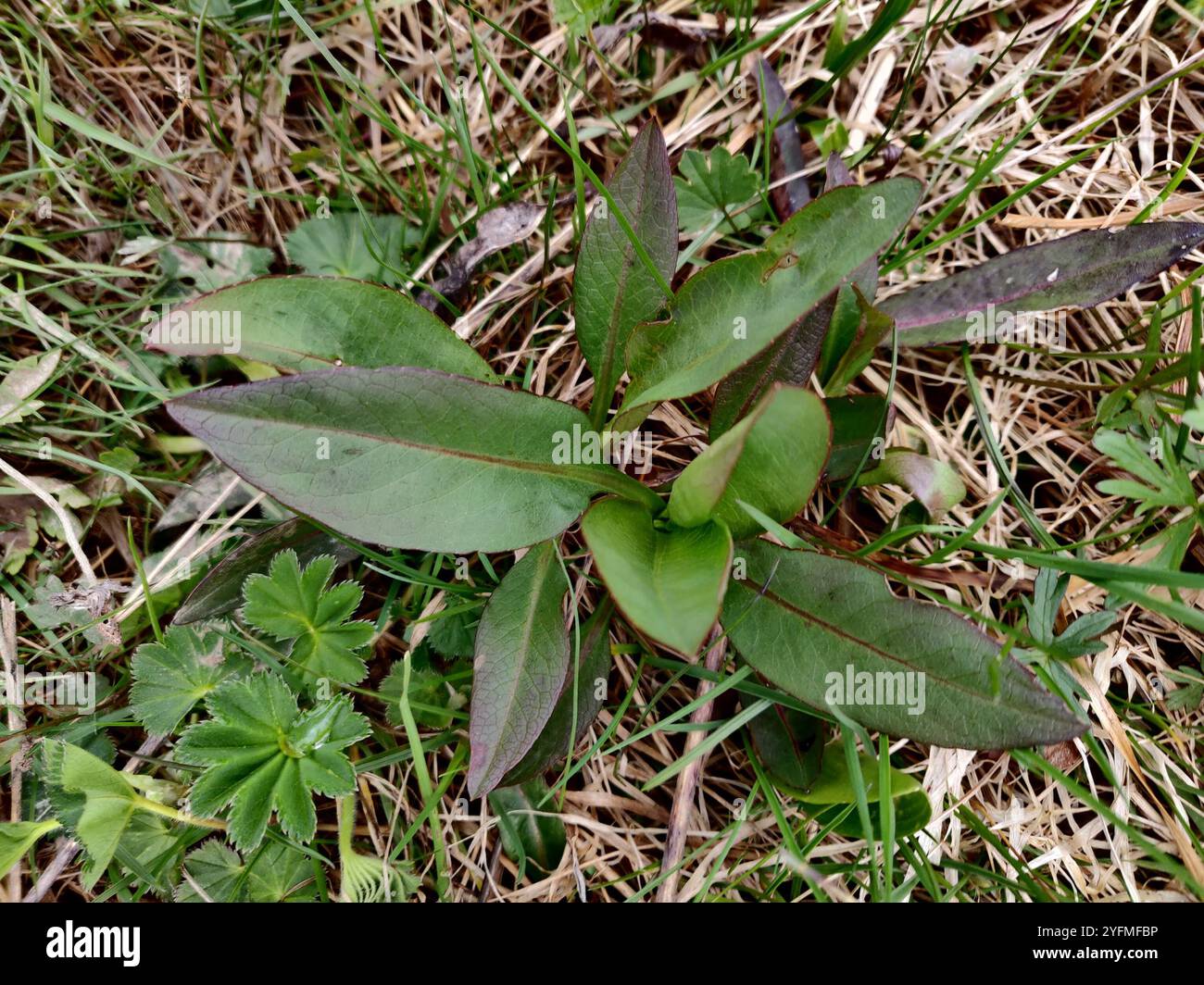 Devil's-bit Scabious (Succisa pratensis Stock Photo - Alamy