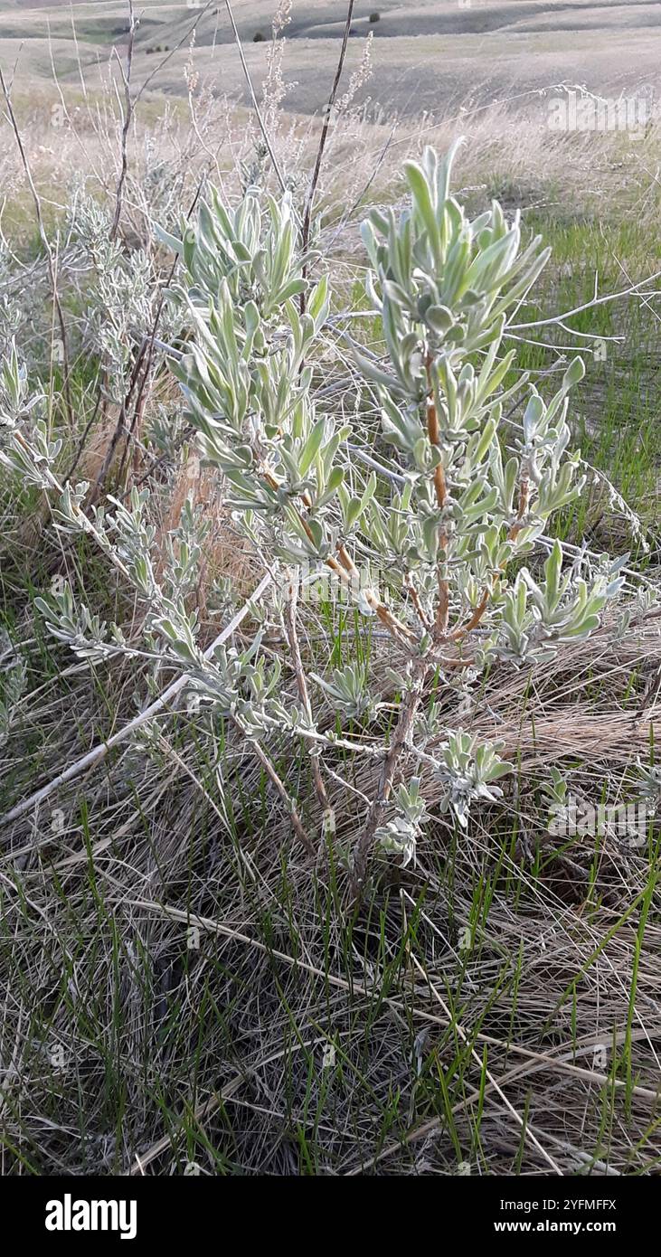 Artemisia cana hi-res stock photography and images - Alamy