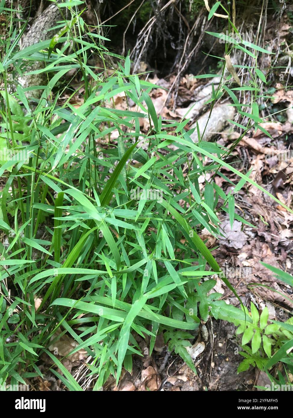 Small-fruited Witchgrass (Dichanthelium microcarpon Stock Photo - Alamy
