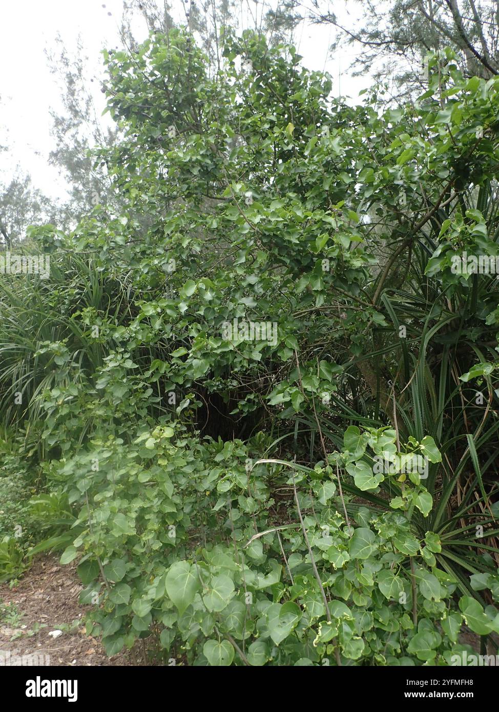 Portia tree (Thespesia populnea Stock Photo - Alamy