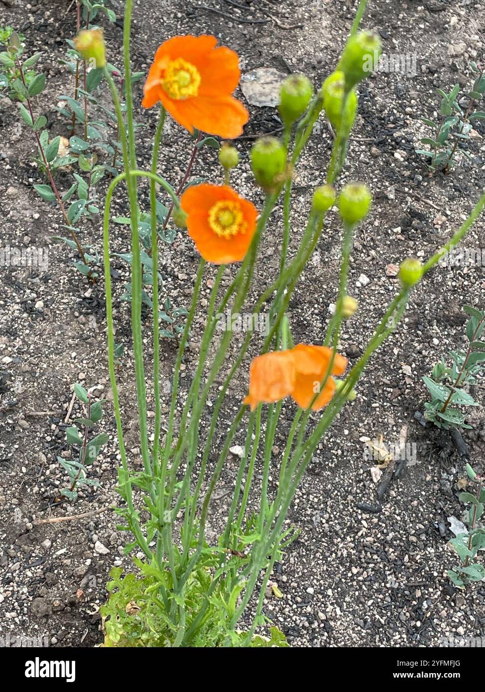fire poppy (Papaver californicum Stock Photo - Alamy