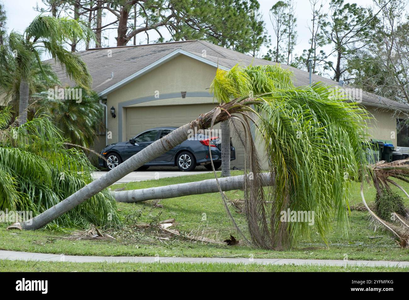 Dead palm tree uprooted after hi-res stock photography and images - Alamy
