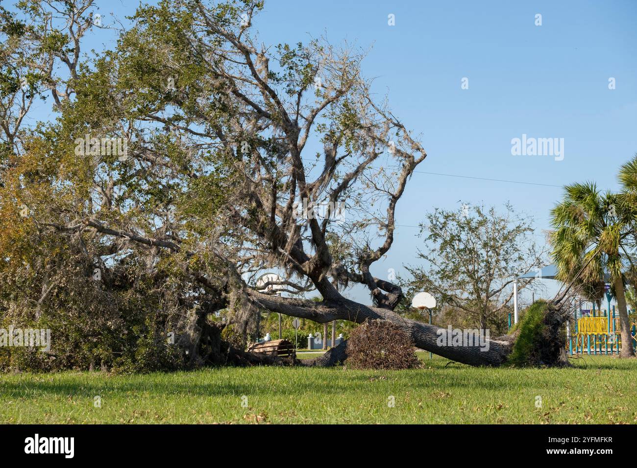 Hurricane damage to a tree on Florida house backyard. Fallen down big ...