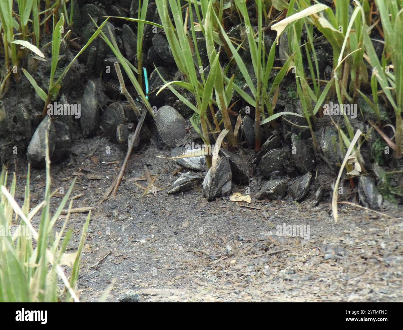 Atlantic Ribbed Mussel (Geukensia demissa Stock Photo - Alamy