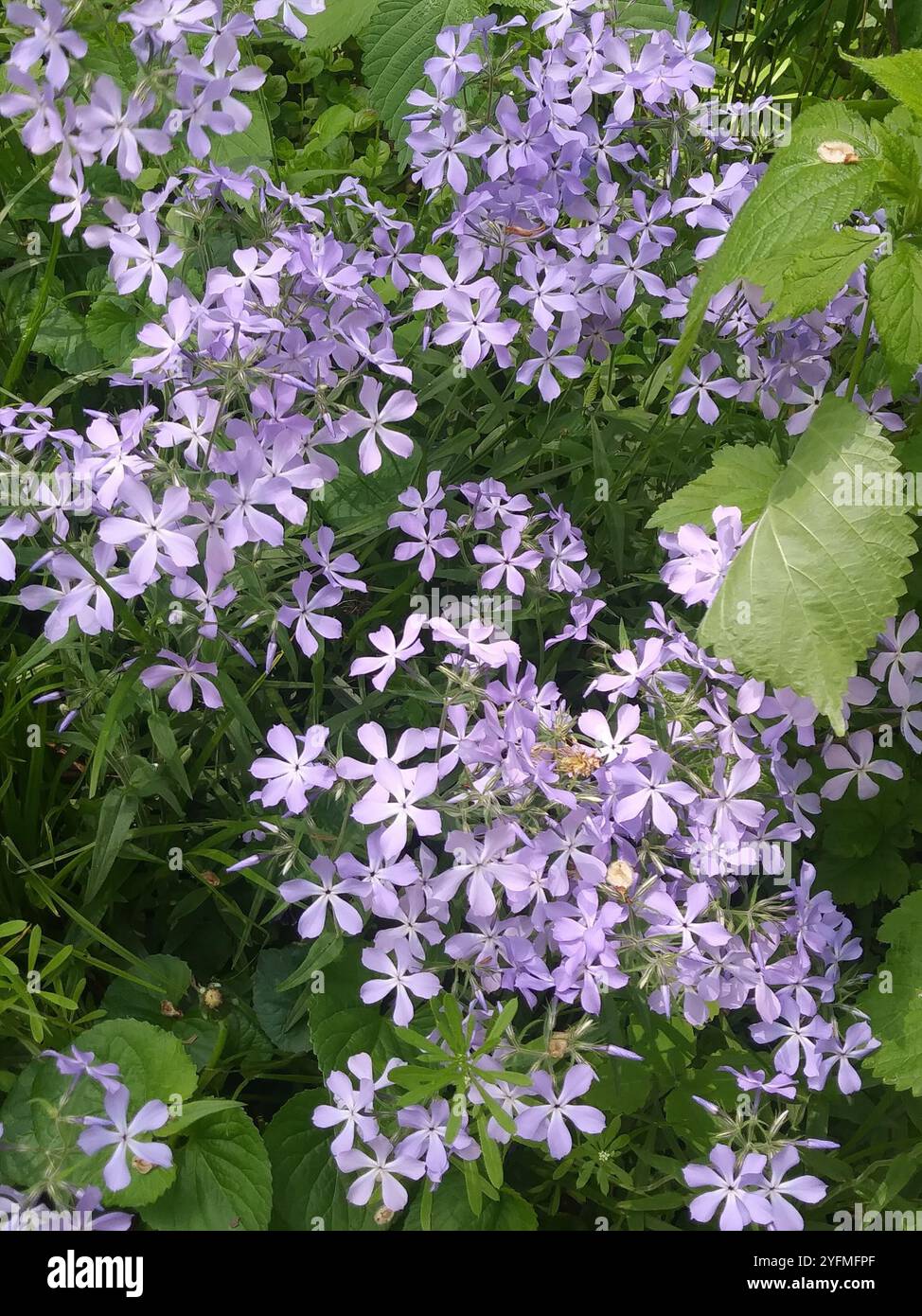 blue phlox (Phlox divaricata Stock Photo - Alamy