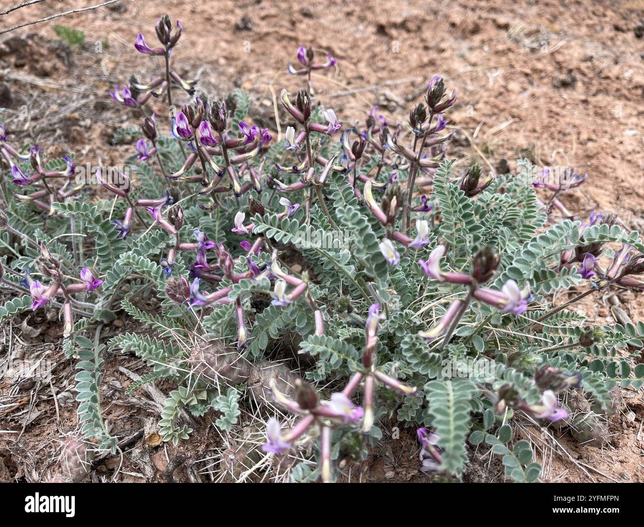 Woolly locoweed hi-res stock photography and images - Alamy