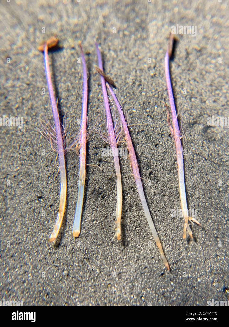 western waterleaf (Hydrophyllum occidentale Stock Photo - Alamy