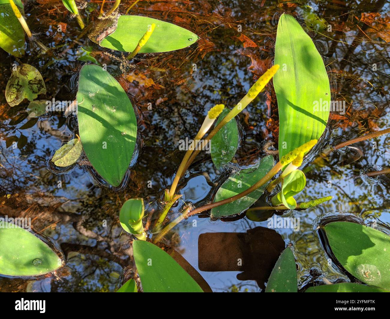 Orontium golden club hi-res stock photography and images - Alamy