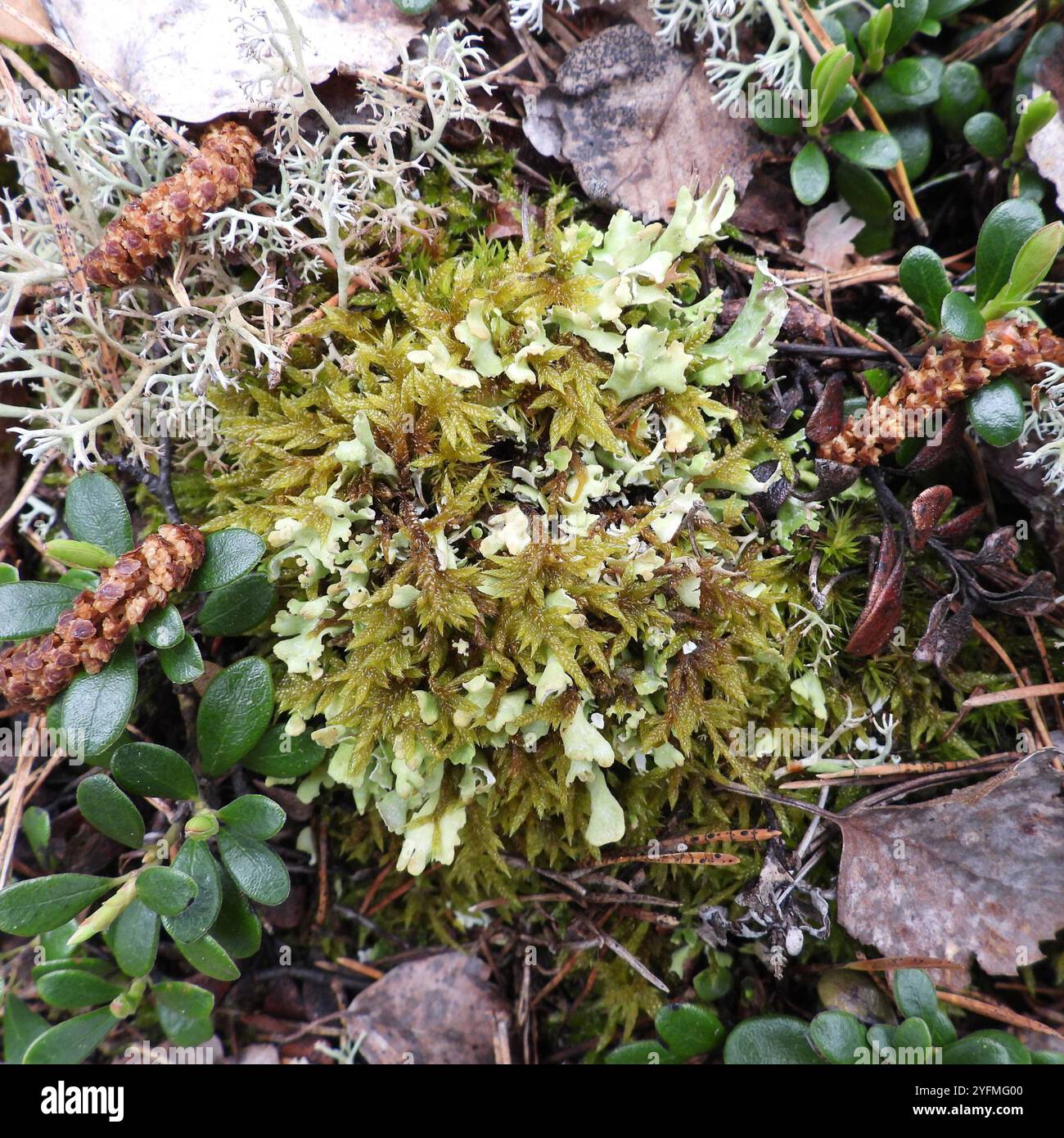 Crazy Scale Lichen (Cladonia turgida Stock Photo - Alamy