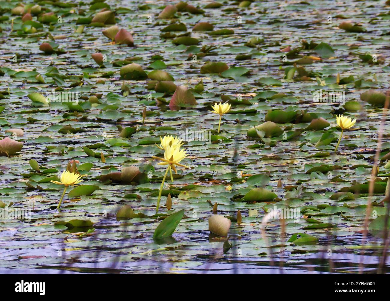 Yellow Waterlily (Nymphaea mexicana Stock Photo - Alamy