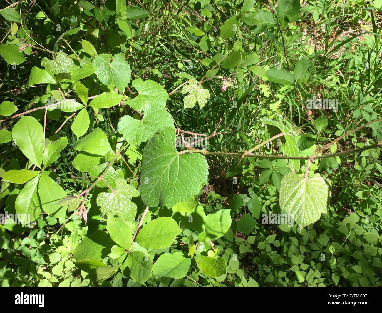 graybark grape (Vitis cinerea Stock Photo - Alamy