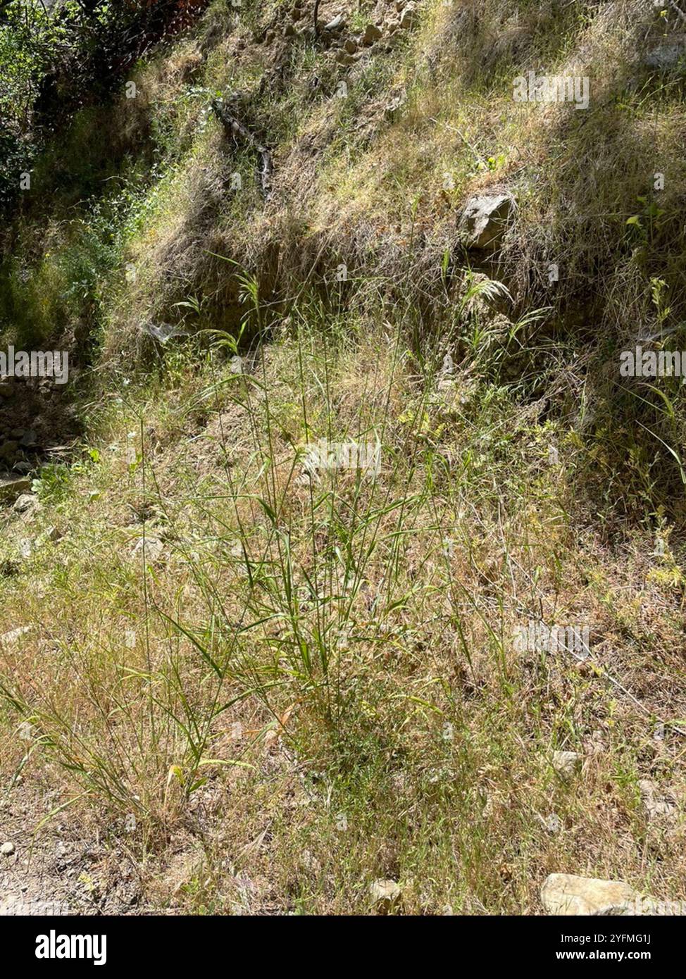 Smilo Grass (Oloptum miliaceum Stock Photo - Alamy