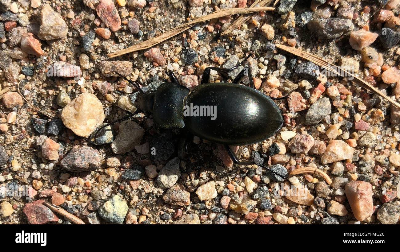 smooth ground beetle (Carabus glabratus Stock Photo - Alamy