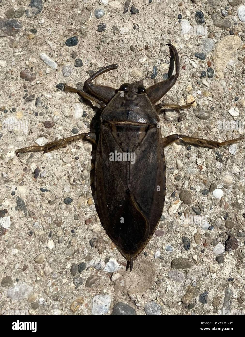 American Giant Water Bug (Lethocerus americanus Stock Photo - Alamy