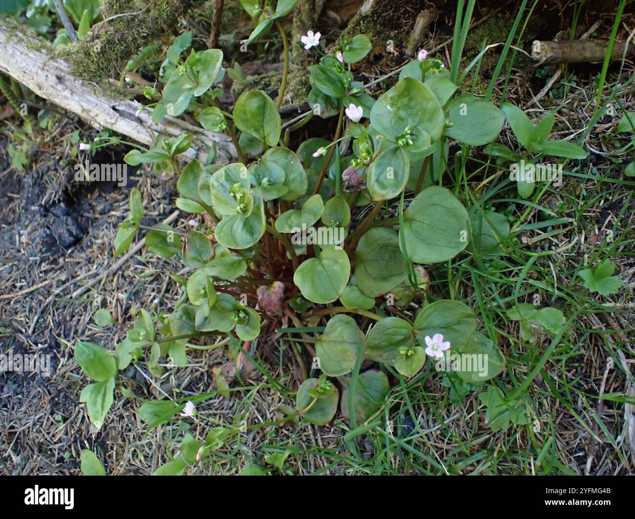 Candy Flower (Claytonia sibirica Stock Photo - Alamy
