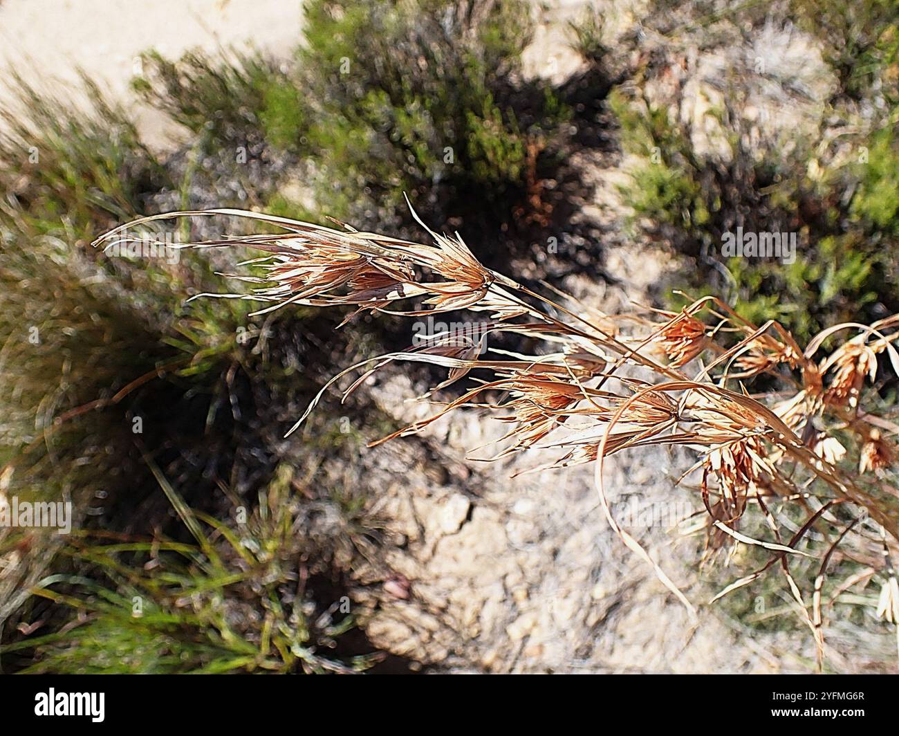 Themeda triandra hi-res stock photography and images - Alamy